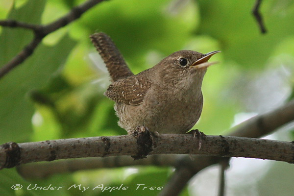 Weekend Birding: House Wren | Under My Apple Tree
