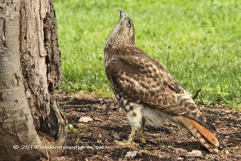 Weekend Birding: Red-tailed Hawk | Under My Apple Tree