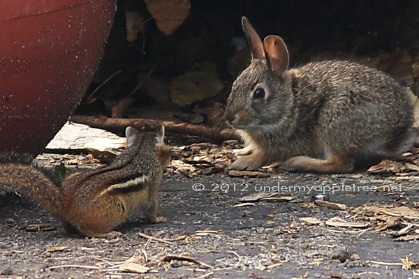 Wordless Wednesday: Bunny Meets Chipmunk | Under My Apple Tree