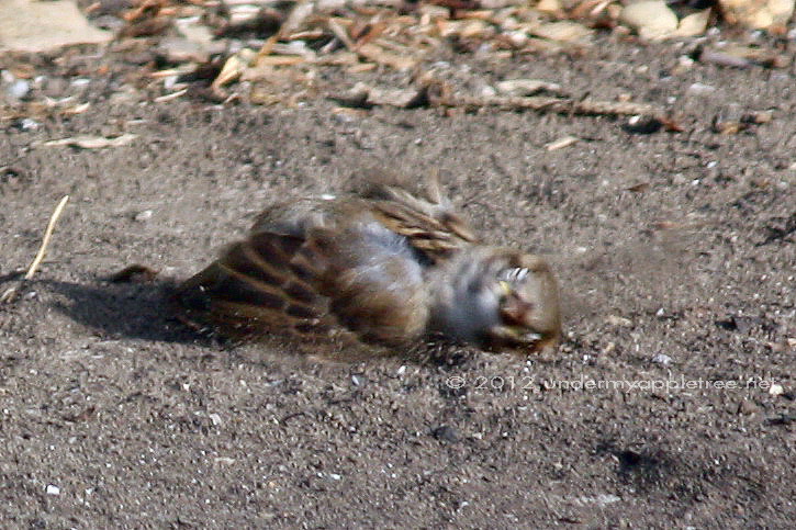 Weekend Birding: Sparrows Enjoy a Dust Bath | Under My Apple Tree