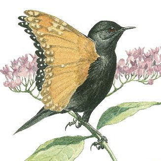 Little Known and Seldom Seen Birds of North America by Cathryn Sill ...