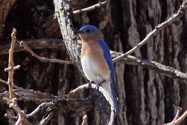Wordless Wednesday: Bluebird | Under My Apple Tree